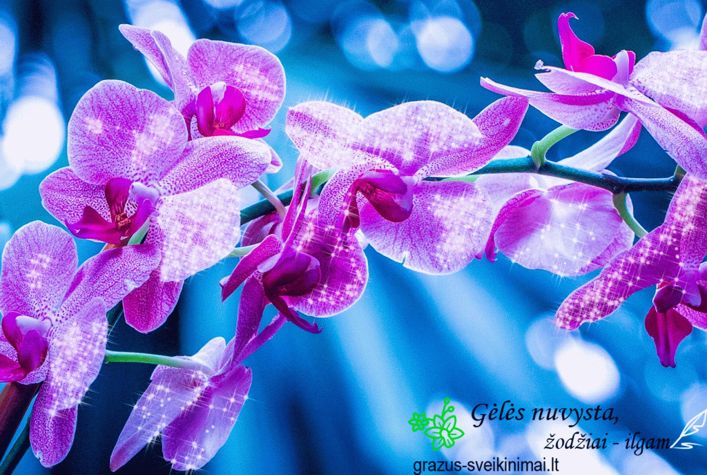 Universalus atvirukas labas rytas suaugusiems - Gražūs sveikinimai